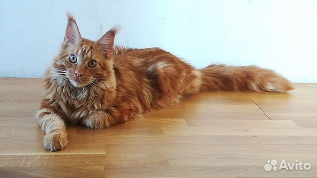 Кот