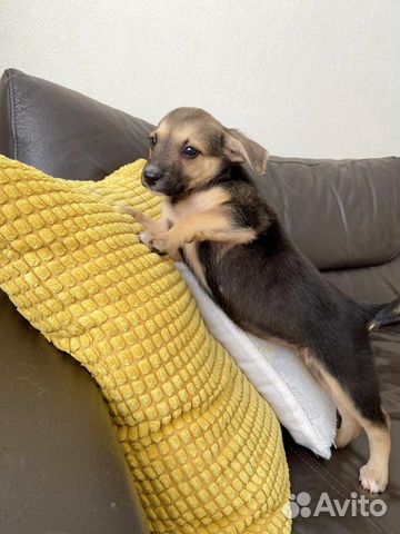 Ищет дом щенок не крупной Собачки Тутси