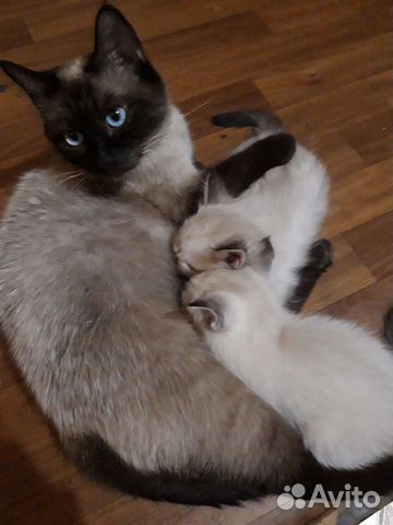 Тайские котята