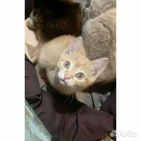 Котенок девочка 2 месяца