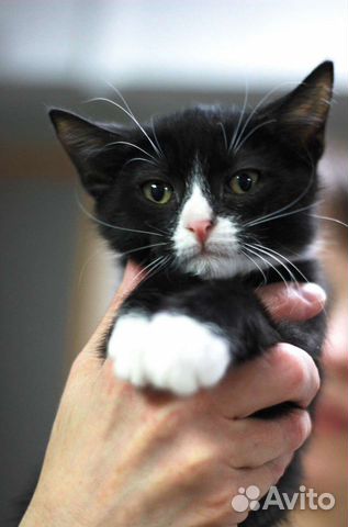 Маленький котенок маркизик, 2 месяца