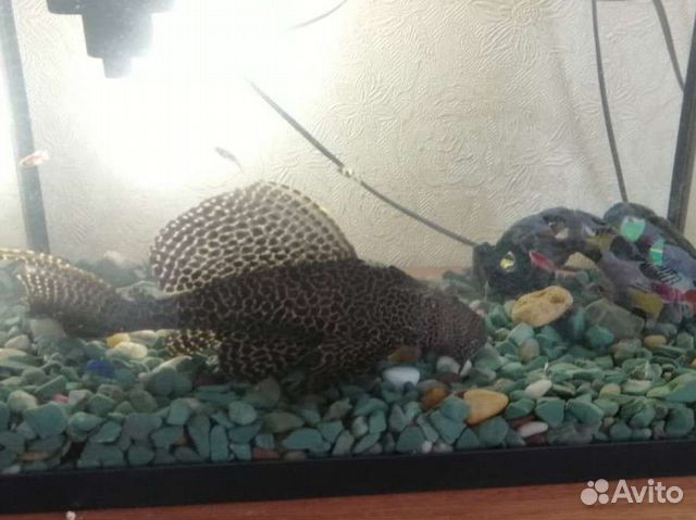 Парчовый сом