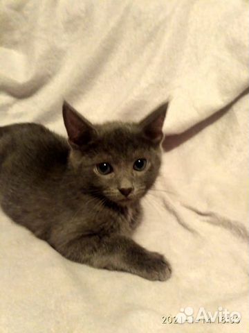 Чудесный котик Грей в добрые руки