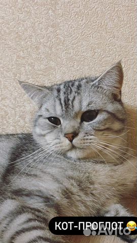 Британец окрас Тоффи