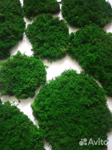 Мох пластовой плоский