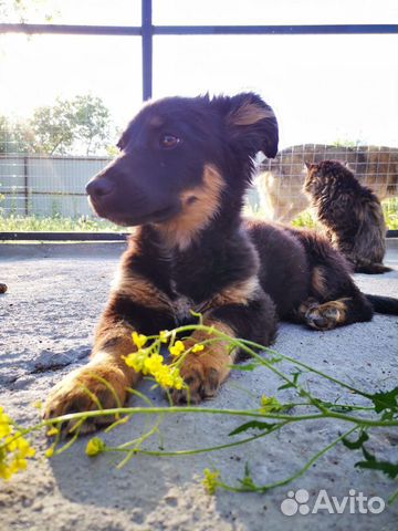 Девочка щенок Дези ищет дом