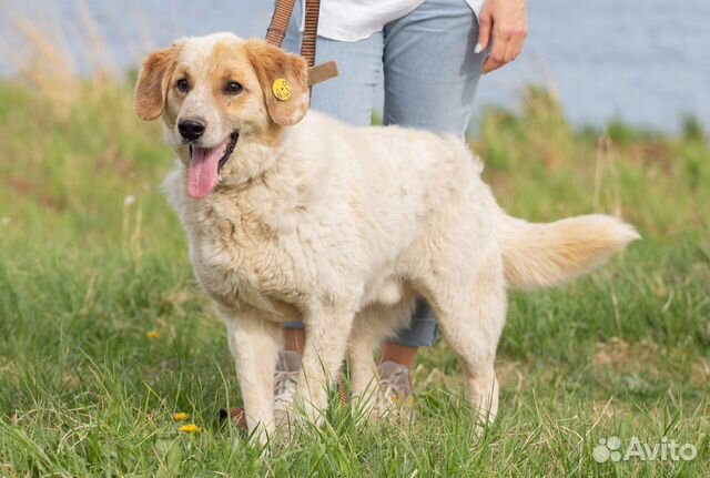 Собака мальчик бесплатно