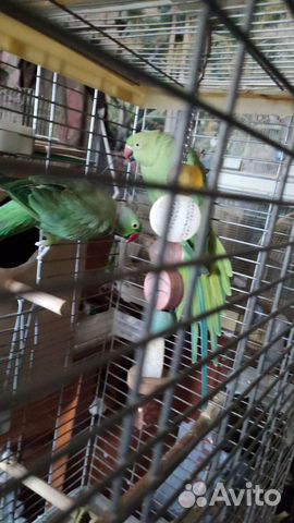 Ожереловые попугаи (пара)