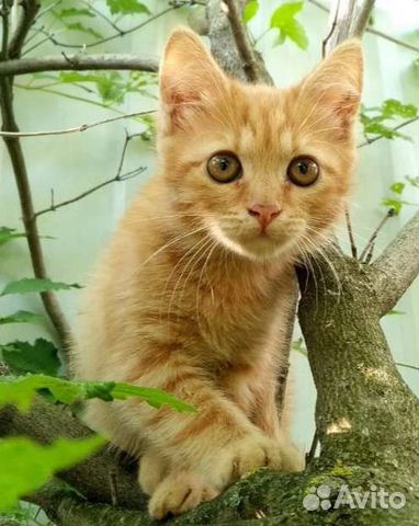 Котёнок, котята рыжая девочка 2 мес в дар