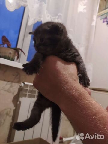 Шотландские прямоухие котята