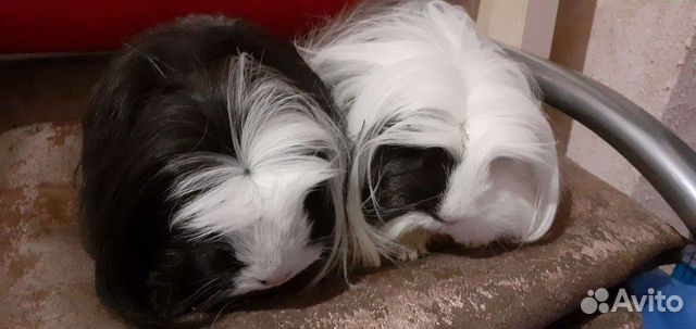Морские свинки Коронет