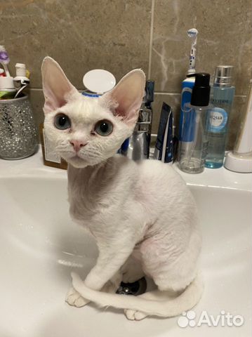 Котенок Девон Рекс
