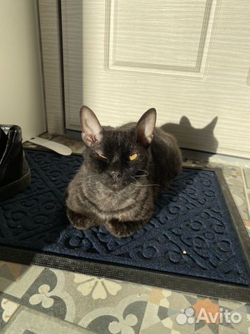 Уникальный котик Барон в добрые руки