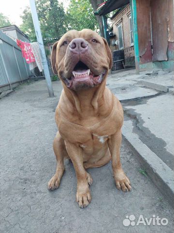 Собака Девочка Бордогский дог вязка