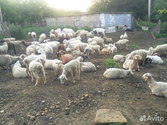 Продам стадо овец 100штук