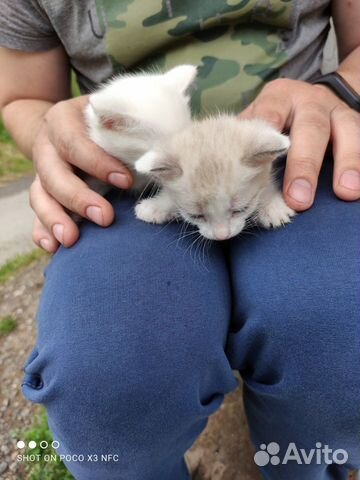 Милые котята.Чисто белый Мальчик, персиково-белая
