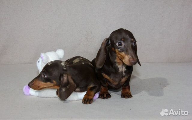 Кофе/мрамор гладкошерстные девочки