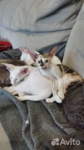 Ориентальные котята