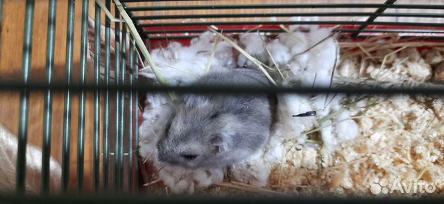 Отдадим джунгарского хомяка с клеткой в добрые рук