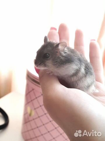 Джунгарский хомяк