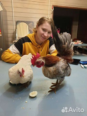 Малазийская серама, курчавая серама