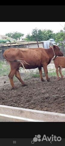 Телка и карова