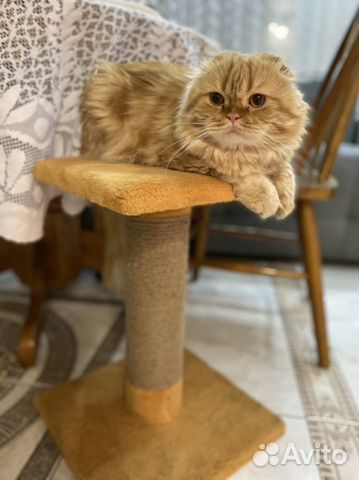 Кот ищет подругу