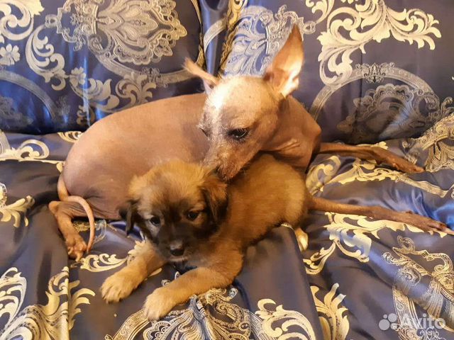 Ксолоитцкуинтли солнечный пух