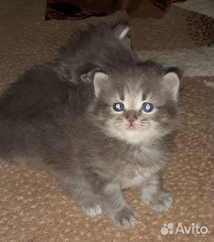 Британские вислоухие котята бесплатно