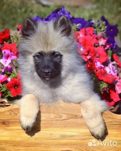 Щенок Кеесхонда