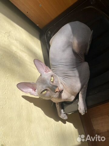 Донской сфинкс