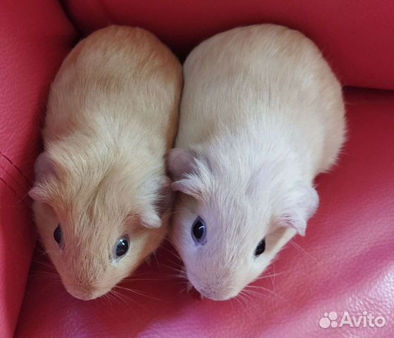 Морские свинки селф