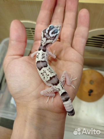 Иранский эублефар