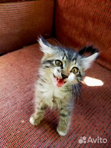 Котёнок в добрые руки