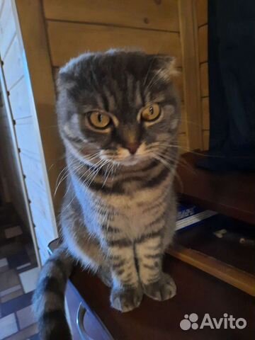 Котята в добрые руки бесплатно от шотландской кошк