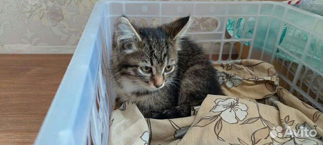 Котята отдам в добрые руки бесплатно