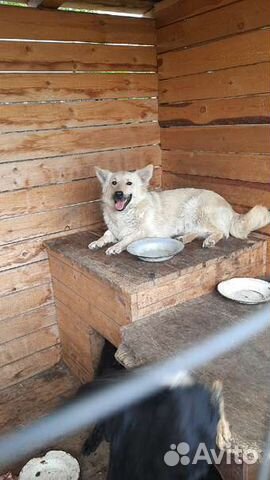 Собака стерилизованная