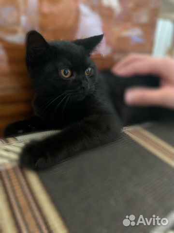 Котенок британский