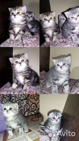 Продам шотладский котят