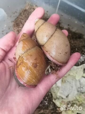 Улитки мегасы