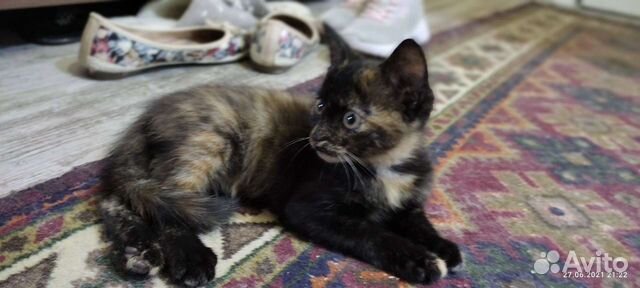 Кошечка трехцветка