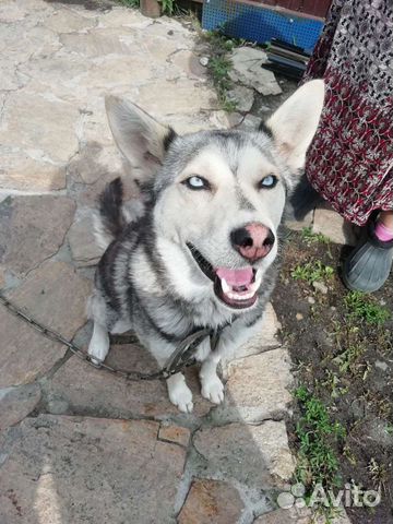 Собаки хаски щенки смесь