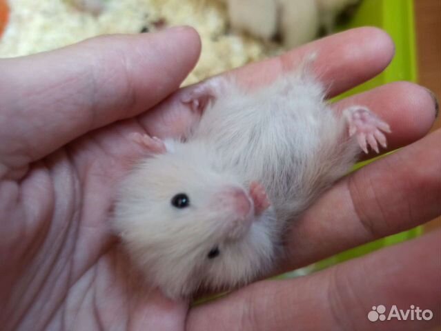 Сирийский хомяк