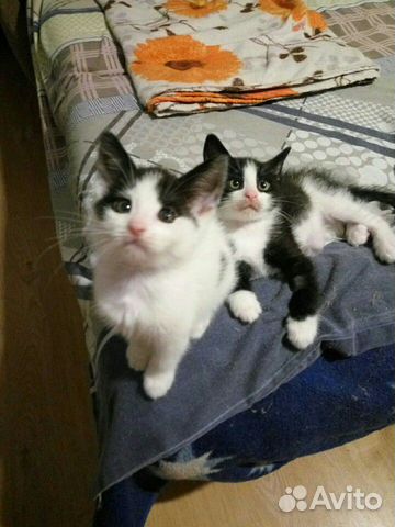 Маленькие крошики очень хотят домой