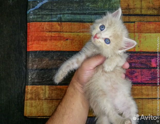 Котёнок Симба 2 месяца