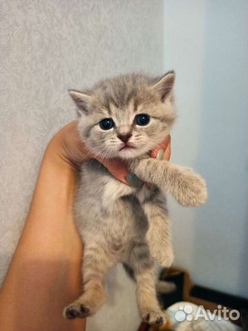 Британские котята