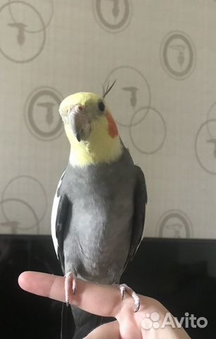 Попугай корелла самка