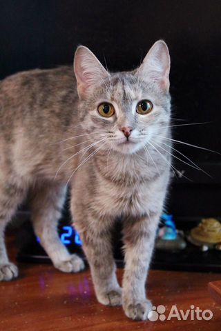 Нежная кошечка Лесси