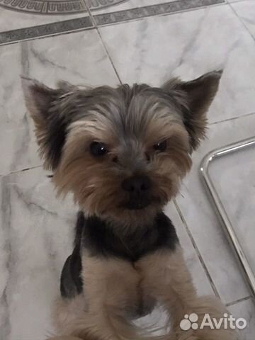 Потерялся Йоркширский терьер