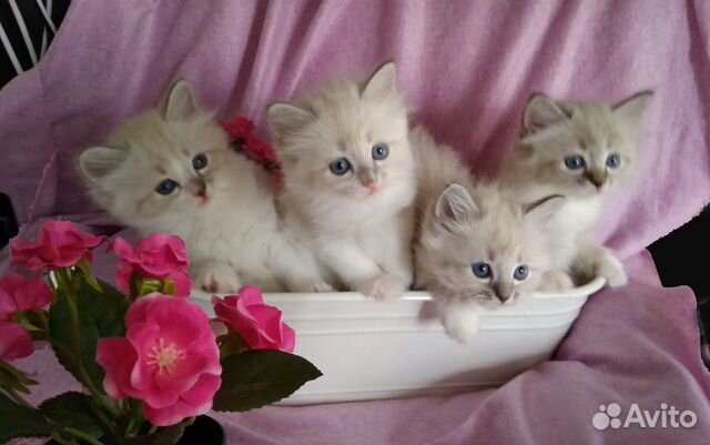 Котята рэгдолл